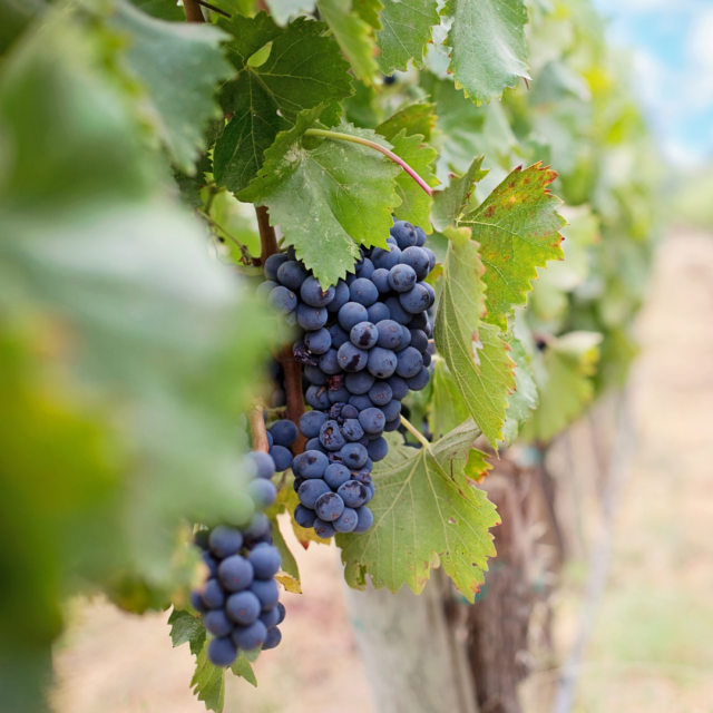 La fermentation malolactique – ARDPI Biotech