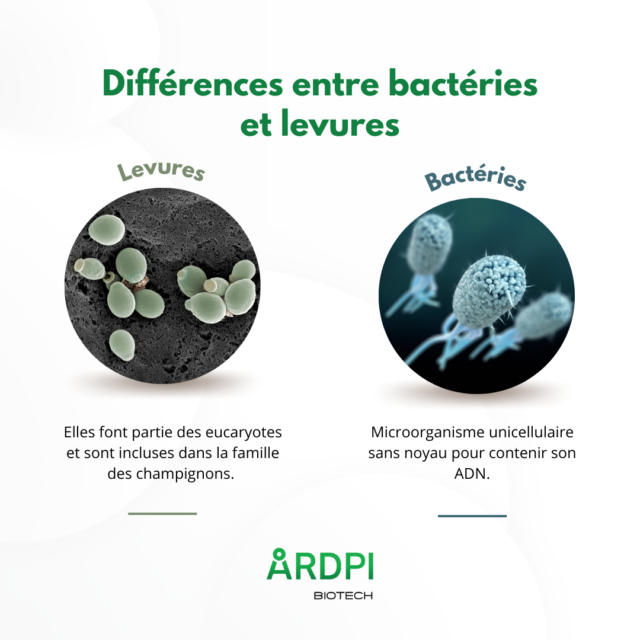 Différences bactéries/ levures – ARDPI Biotech