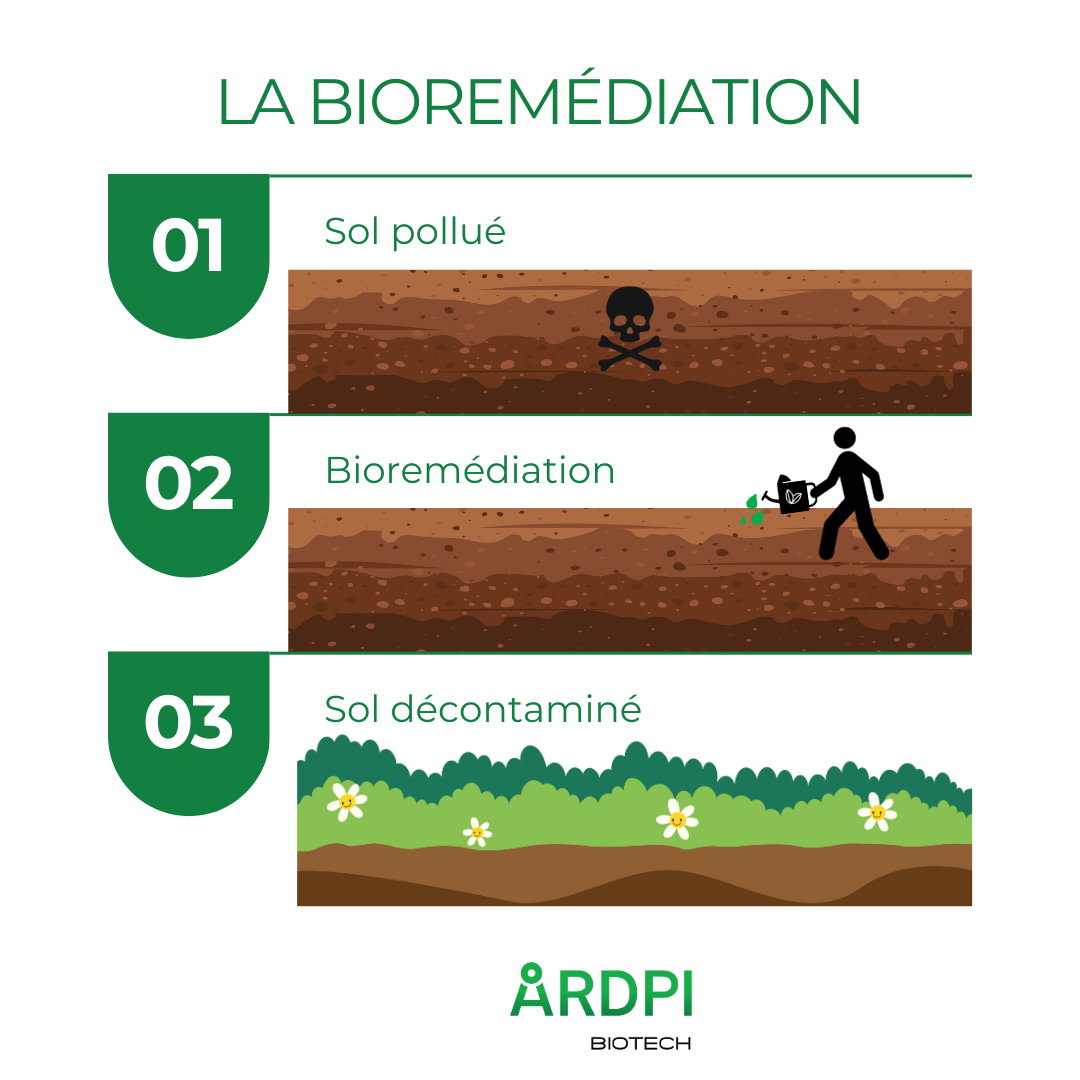 La bioremédiation – ARDPI Biotech